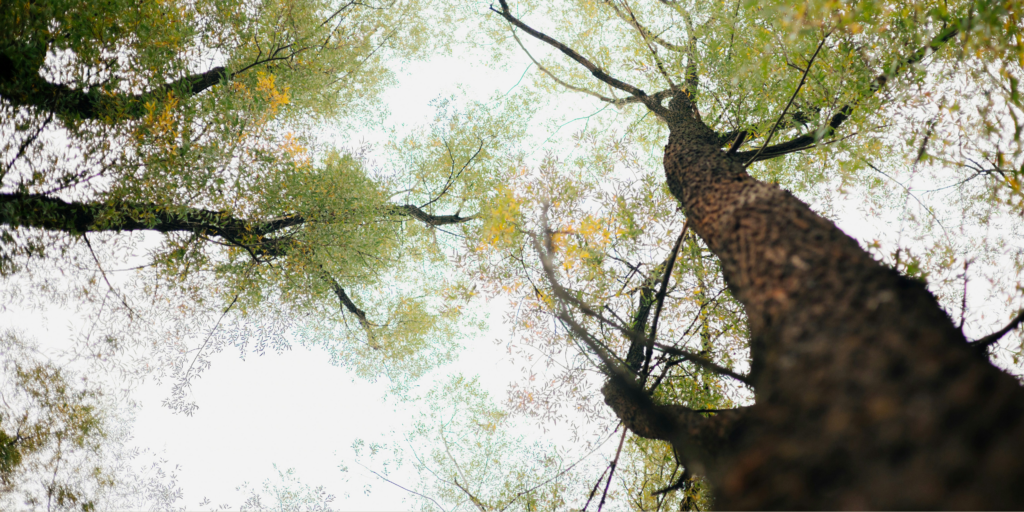 Staying Rooted in Our Identity in Jesus to Reach Others - Serge